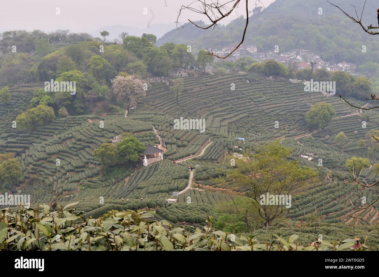 Xi hu long jing tea cultivation, Hangzhou, Zhejiang, China Stock Photo ...