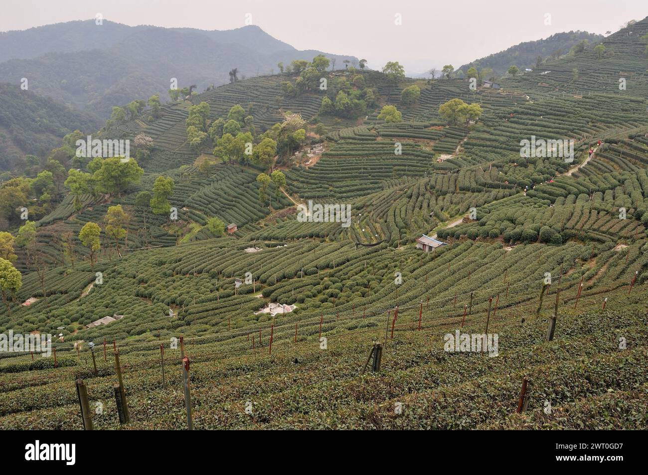 Long jing xi hu hi-res stock photography and images - Alamy