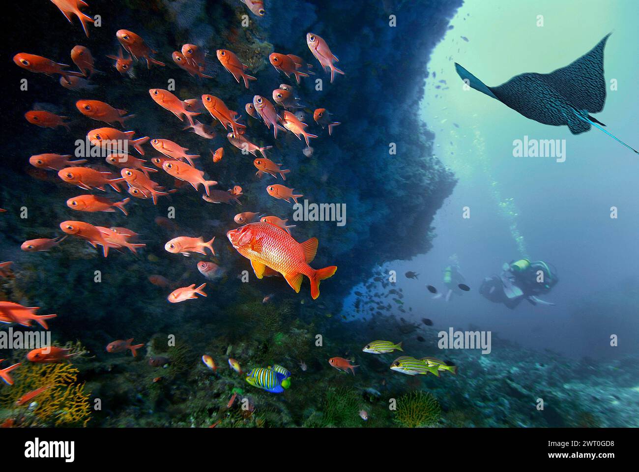 Composing eagle rays, soldierfish (Myripristinae), Vakarufalhi, Ari ...