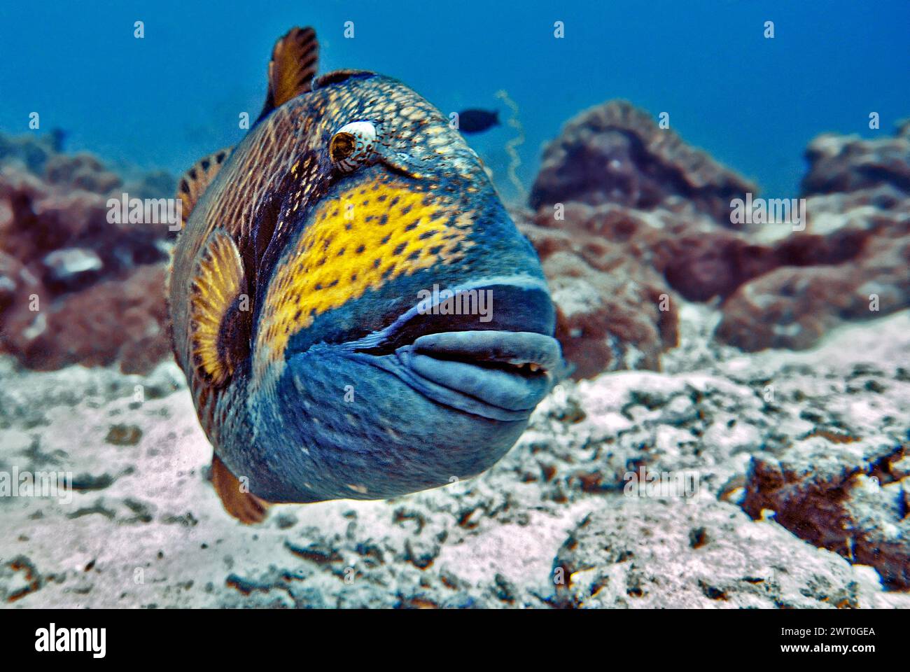 Green giant triggerfish (Balistoides viridescens), Vakarufalhi, Ari ...
