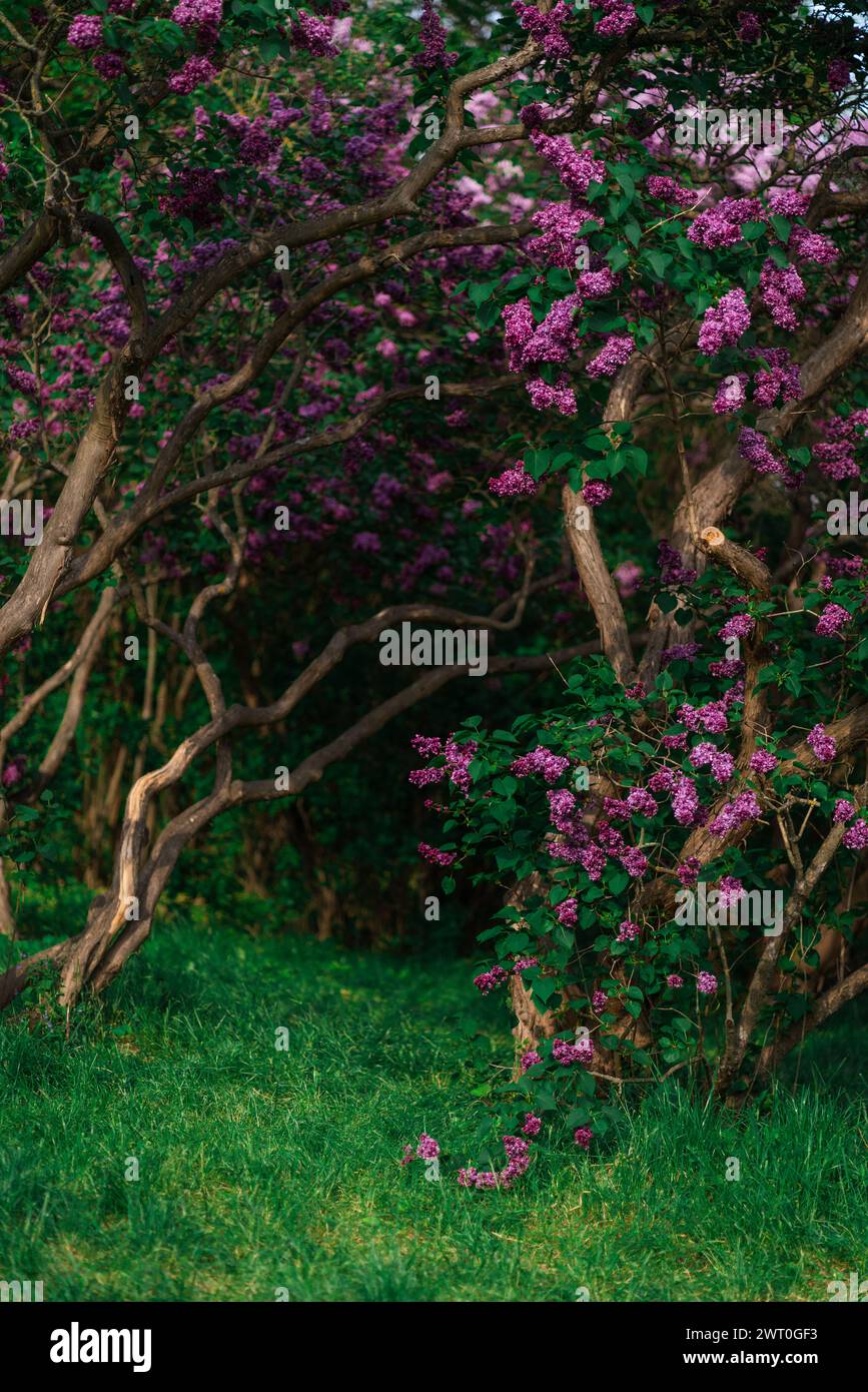 Kiev Botanical Garden in spring time with bright lilac trees. Kiev ...