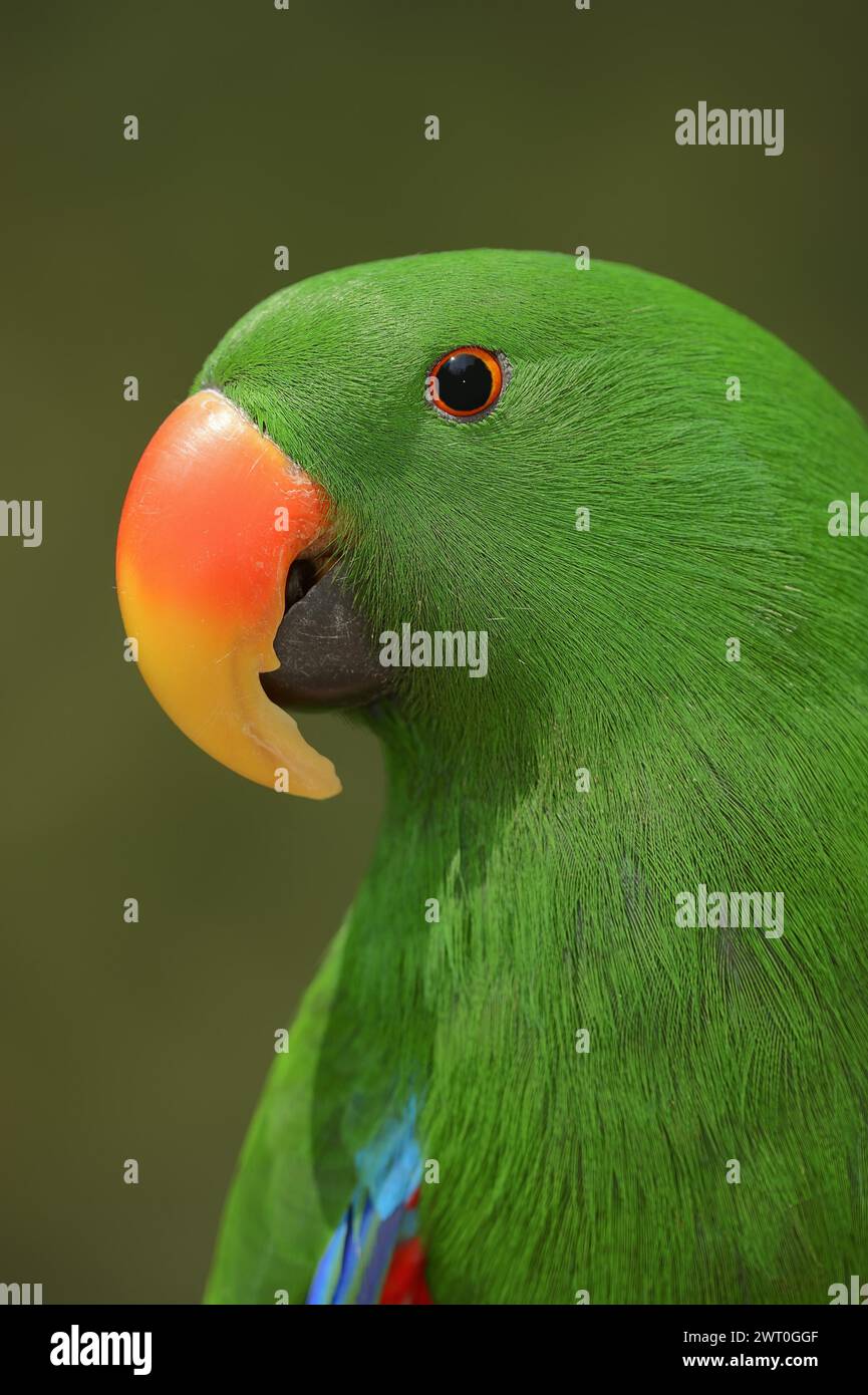 Noble parrot hi-res stock photography and images - Alamy