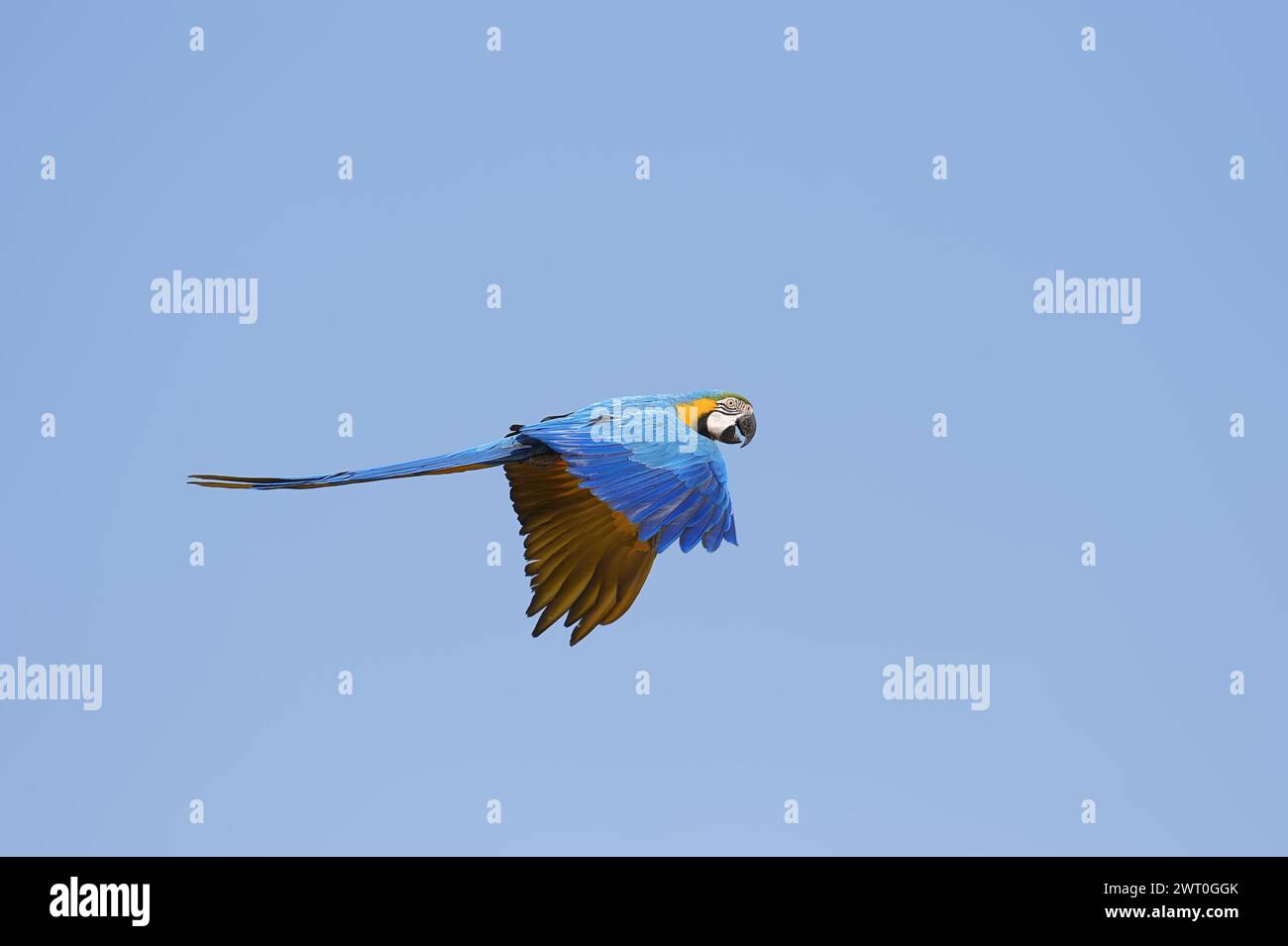 Blue and yellow macaw (Ara ararauna), flying, captive, occurring in ...