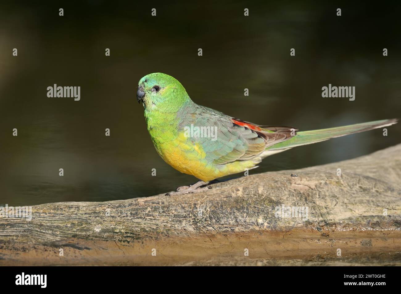Red-rumped parrot (Psephotus haematonotus), male, captive, occurrence ...