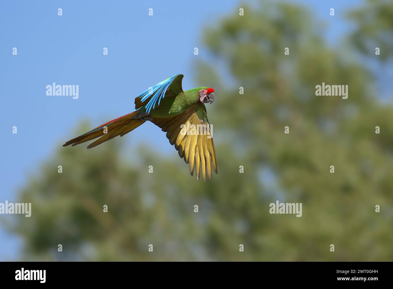 Military macaw ara militaris captive hi-res stock photography and ...