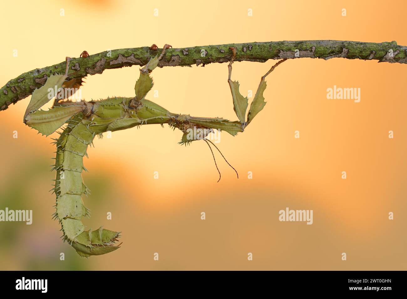 Giant prickly stick insect (Extatosoma tiaratum), female, captive ...