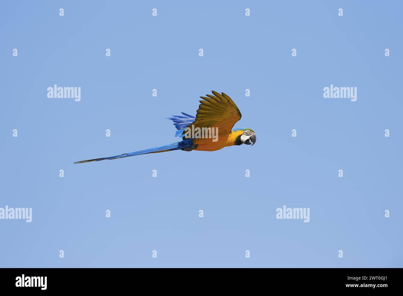 Blue and yellow macaw (Ara ararauna), flying, captive, occurring in ...