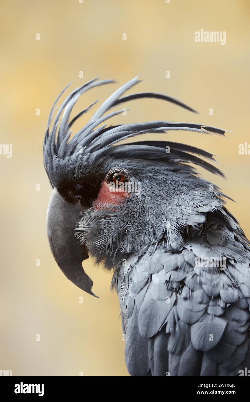 Palm cockatoo (Probosciger aterrimus), portrait, captive, occurring in ...