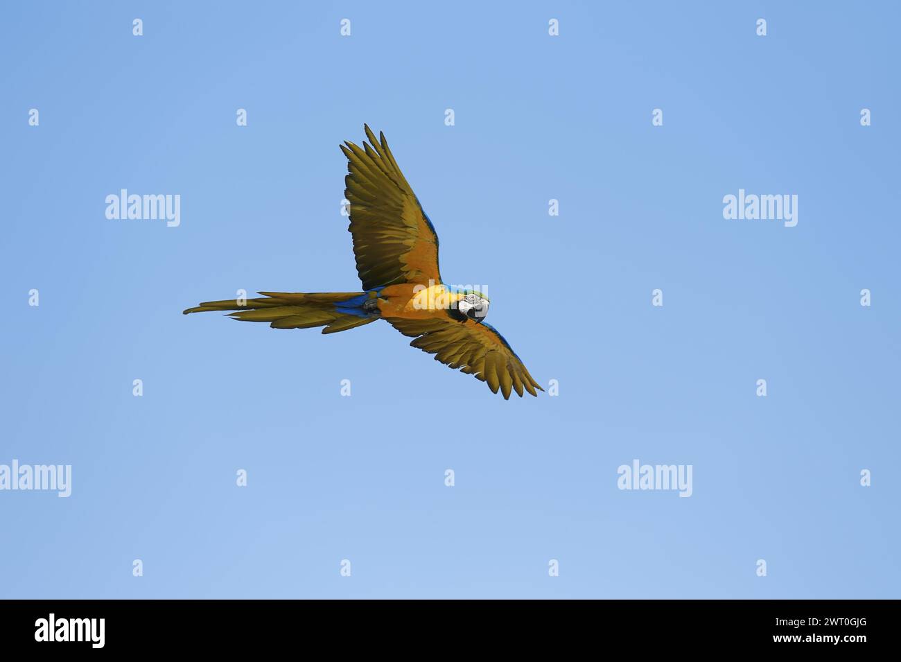 Blue and yellow macaw (Ara ararauna), flying, captive, occurring in ...