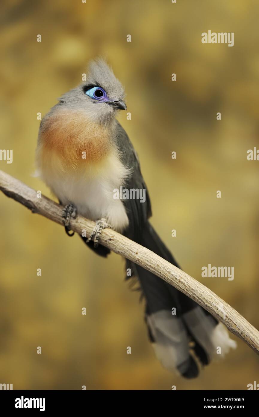 Crested coua (Coua cristata), captive, occurring in Madagascar Stock ...