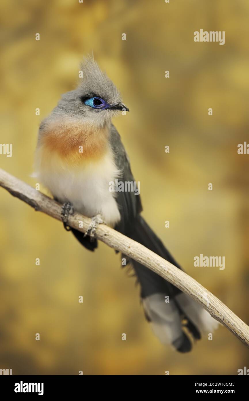 Crested coua (Coua cristata), captive, occurring in Madagascar Stock ...