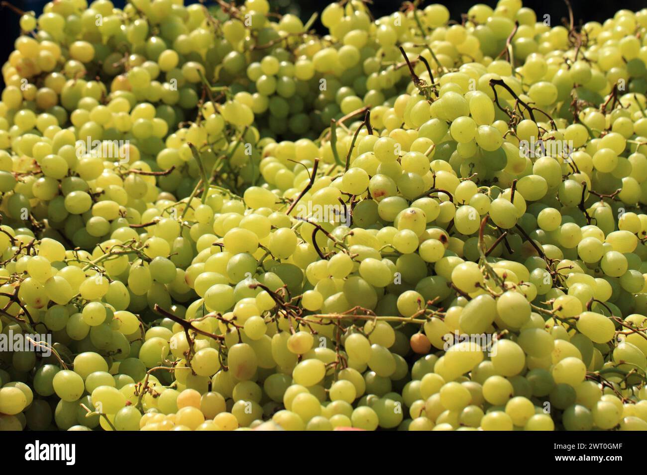 white grapes texture as nice fruit background Stock Photo - Alamy