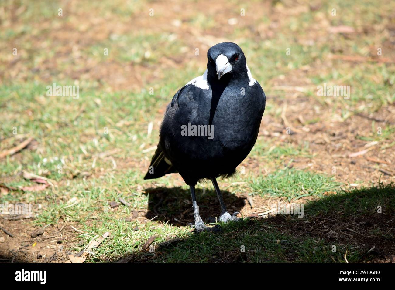 The magpie is a distinctive looking bird, with glossy black and ...