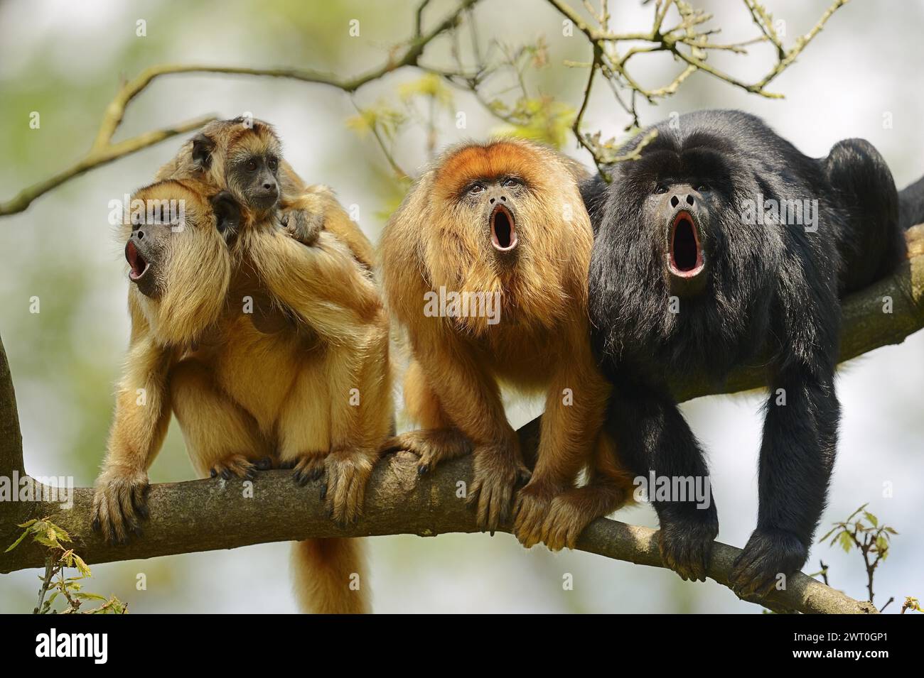Black howler (Alouatta caraya), male and female calling with young ...