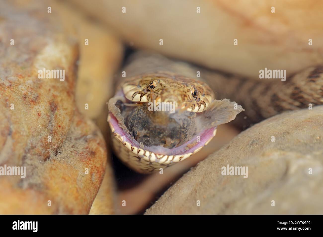 Dice snake (Natrix tessellata) with preyed fish, Provence, southern ...