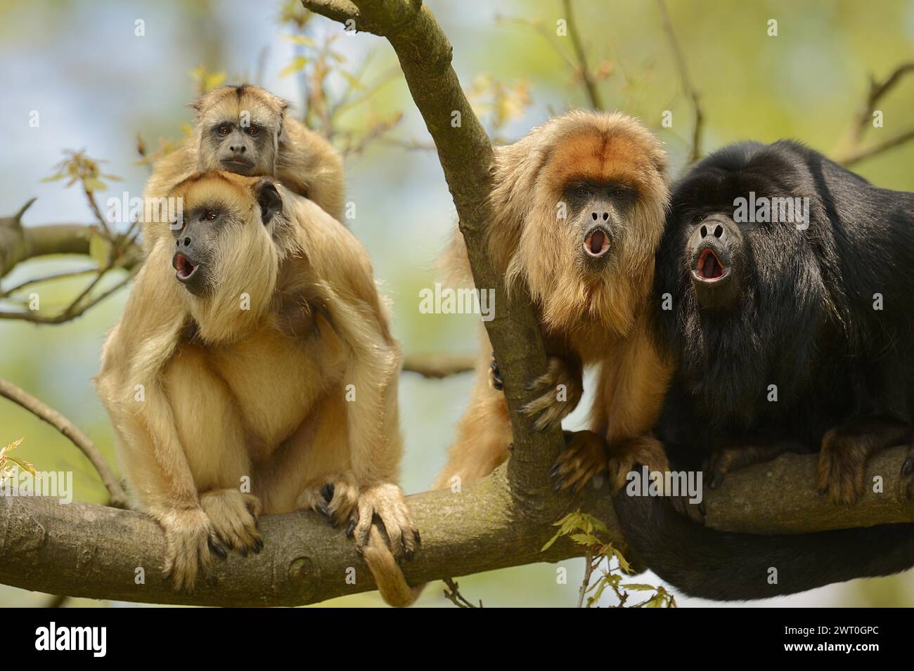 Black howler (Alouatta caraya), male and female calling with young ...