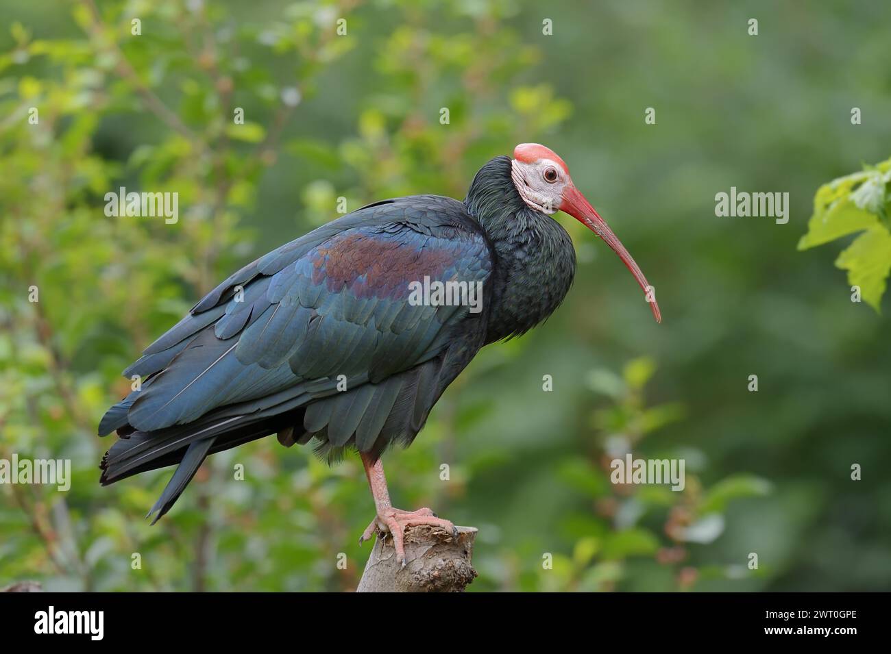 Southern bald ibis (Geronticus calvus), captive, occurrence in Africa ...