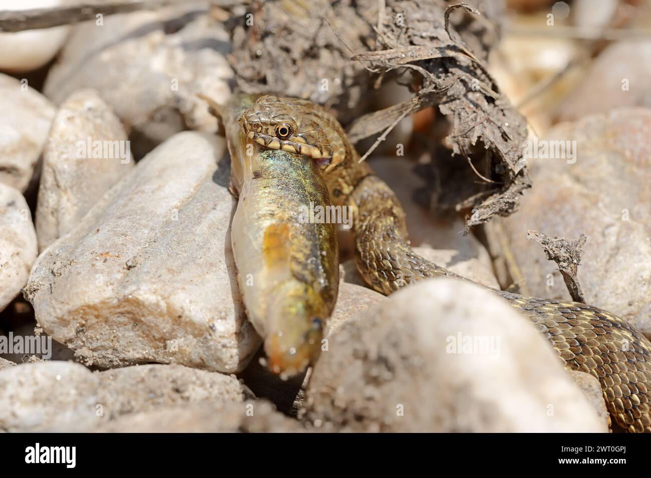 Dice snake (Natrix tessellata) with preyed fish, Provence, southern ...