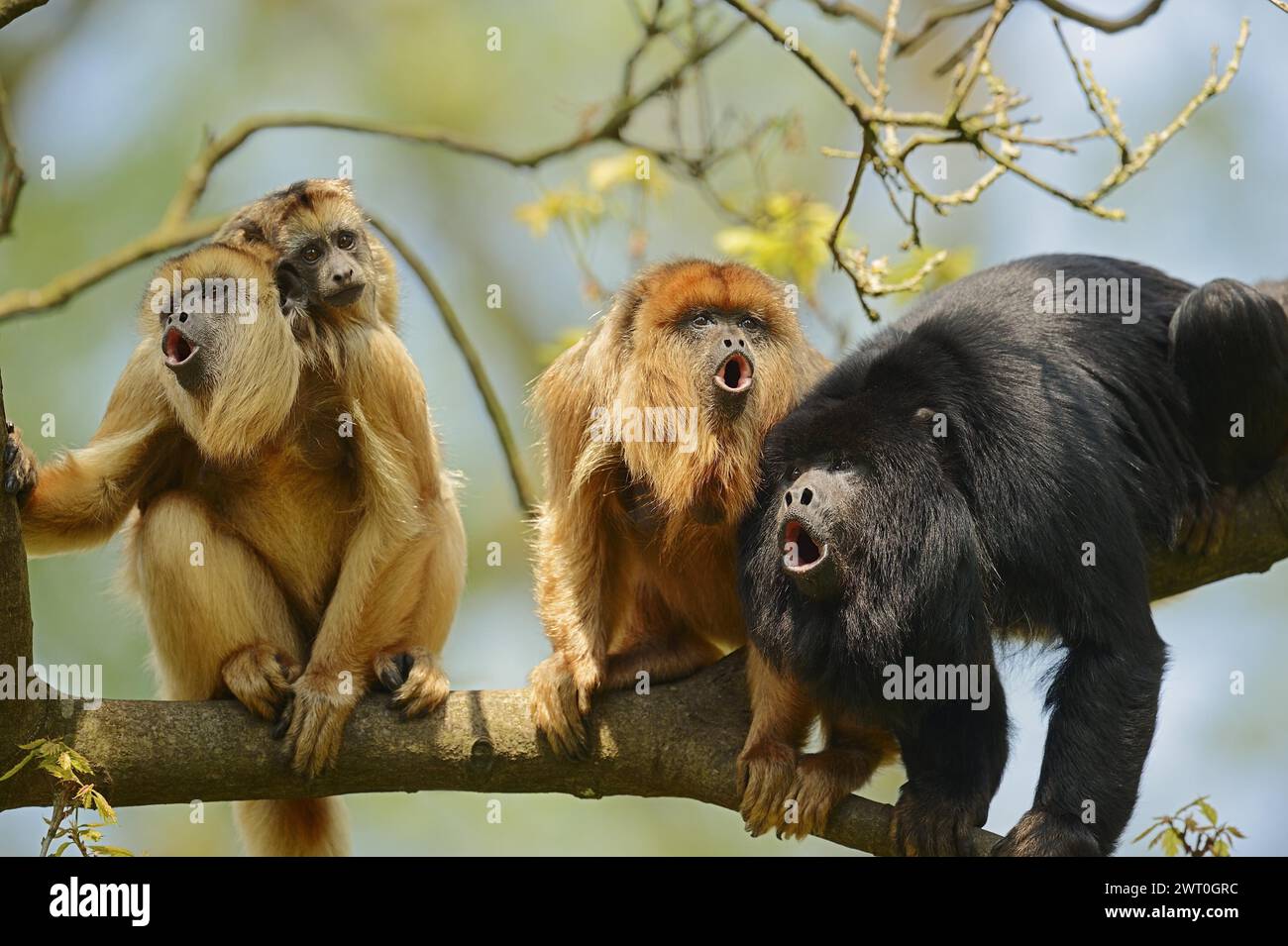 Black howler (Alouatta caraya), male and female calling with young ...