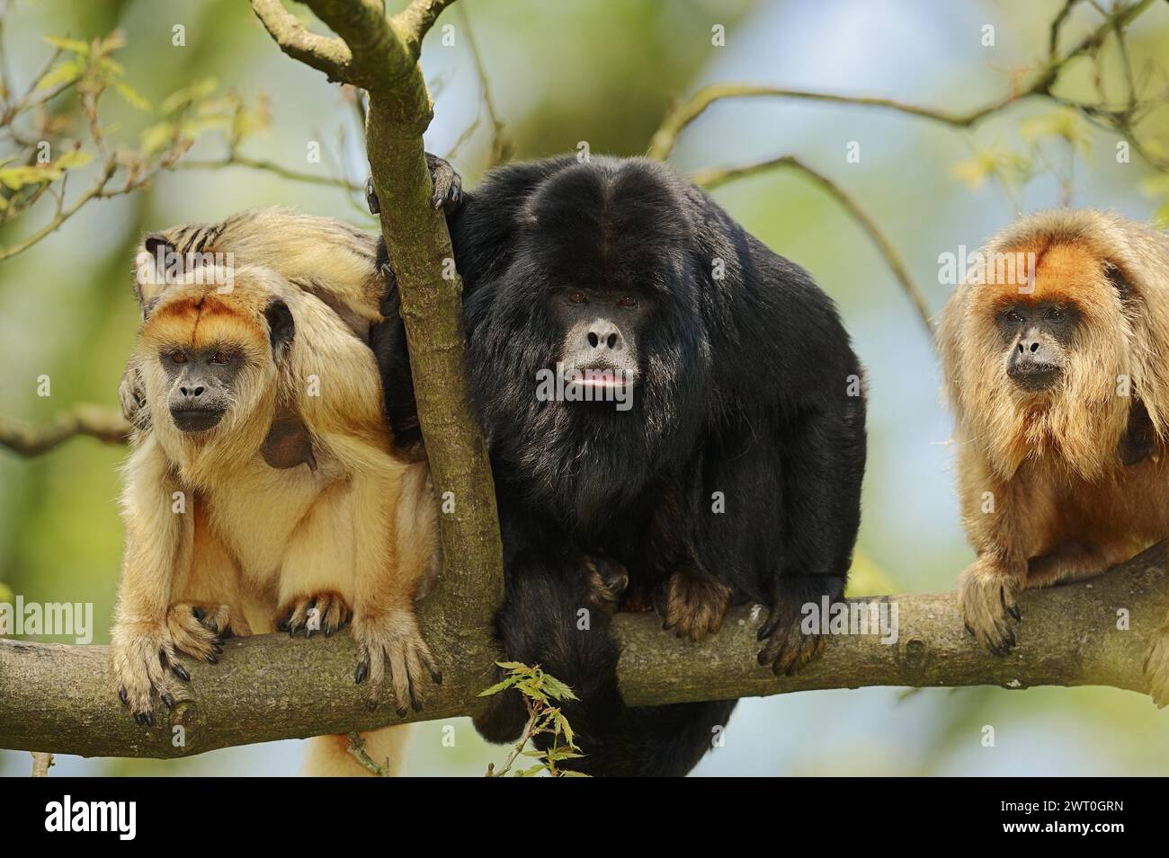 Black howler (Alouatta caraya), male and female with young, captive ...
