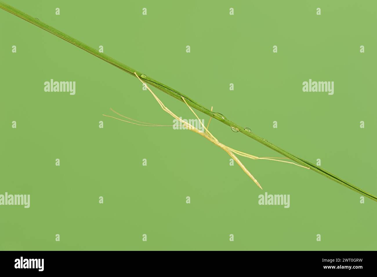 Pink Winged Stick Insect or Winged Stick Insect (Sipyloidea chlorotica ...