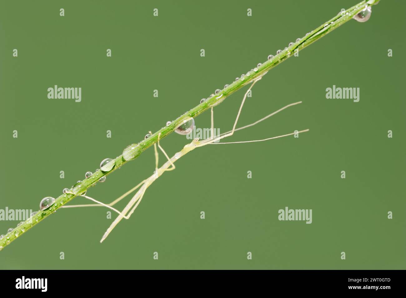 Pink Winged Stick Insect or Winged Stick Insect (Sipyloidea chlorotica ...