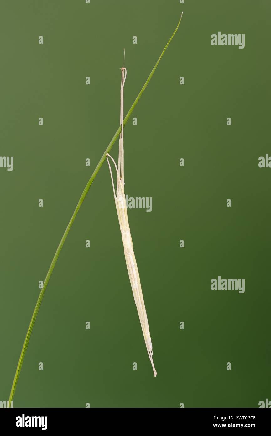 Pink Winged Stick Insect or Winged Stick Insect (Sipyloidea chlorotica ...