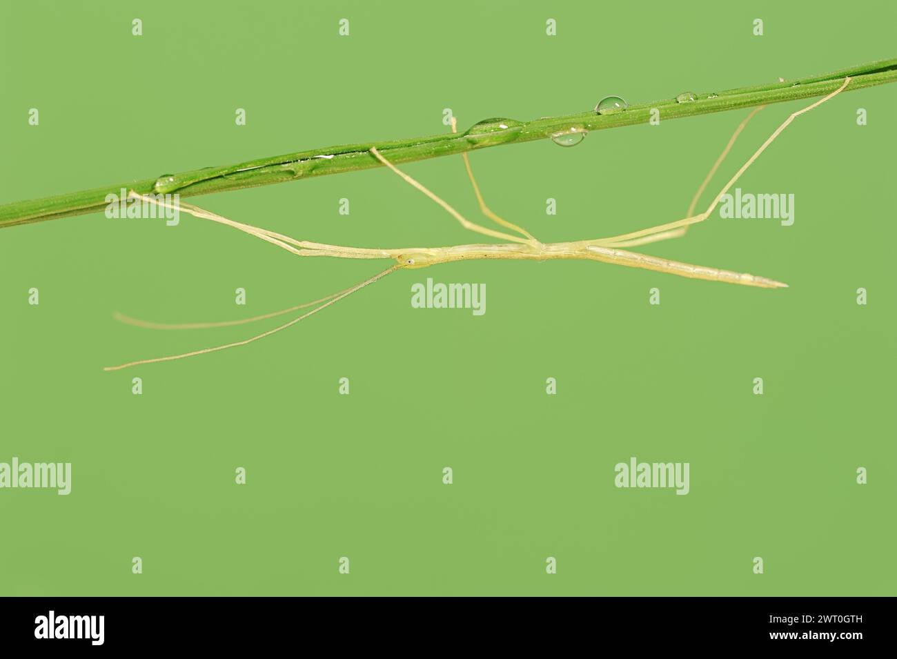 Pink Winged Stick Insect or Winged Stick Insect (Sipyloidea chlorotica ...