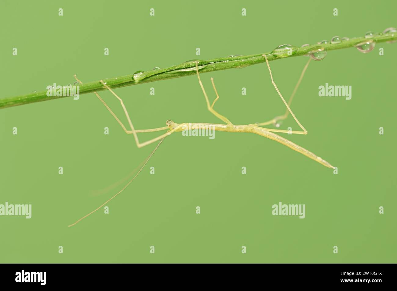 Pink wing stick insect hi-res stock photography and images - Alamy