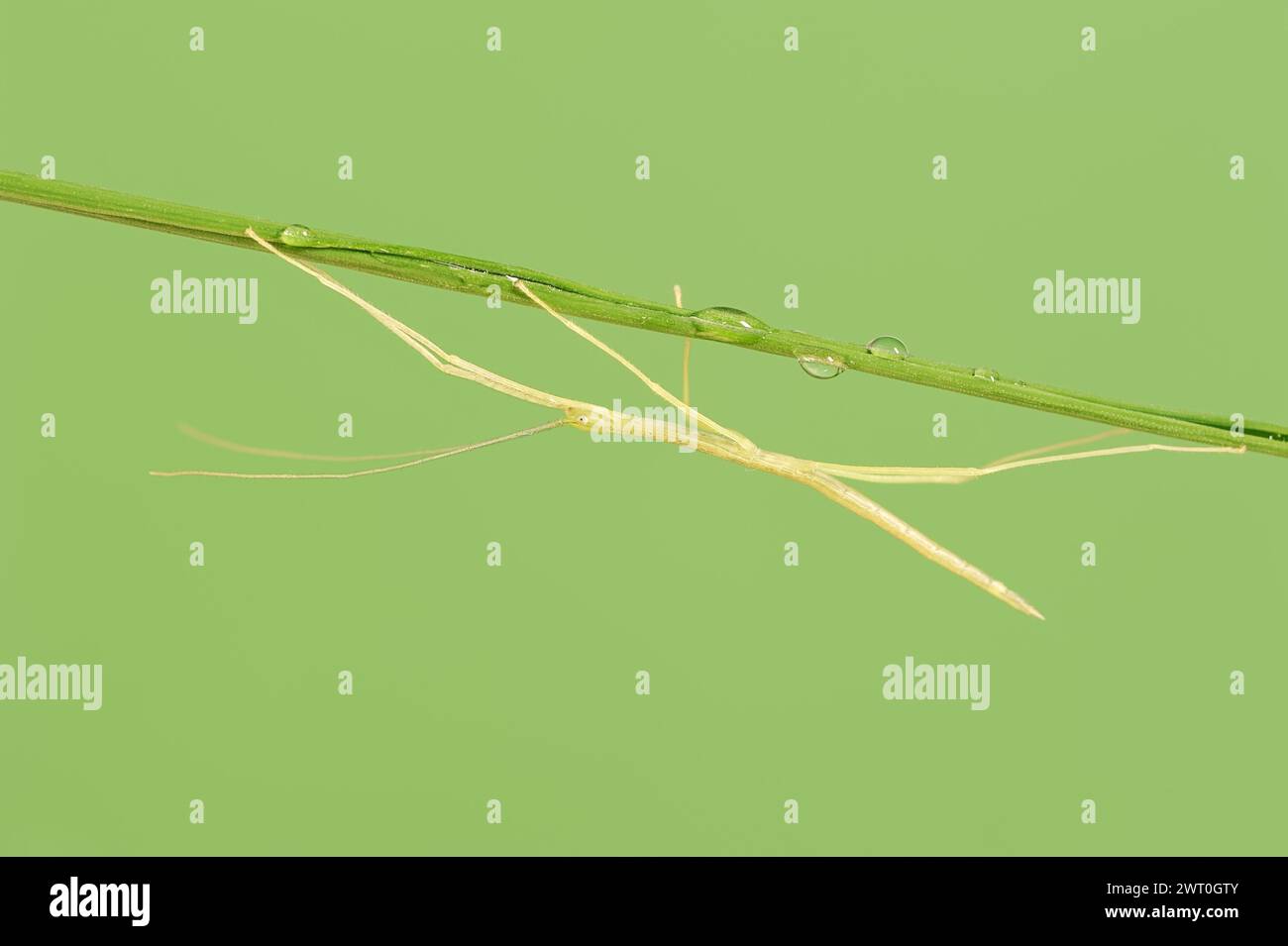 Pink Winged Stick Insect or Winged Stick Insect (Sipyloidea chlorotica ...