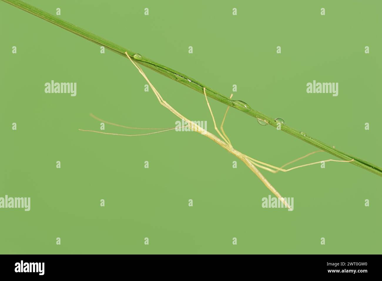 Pink Winged Stick Insect or Winged Stick Insect (Sipyloidea chlorotica ...