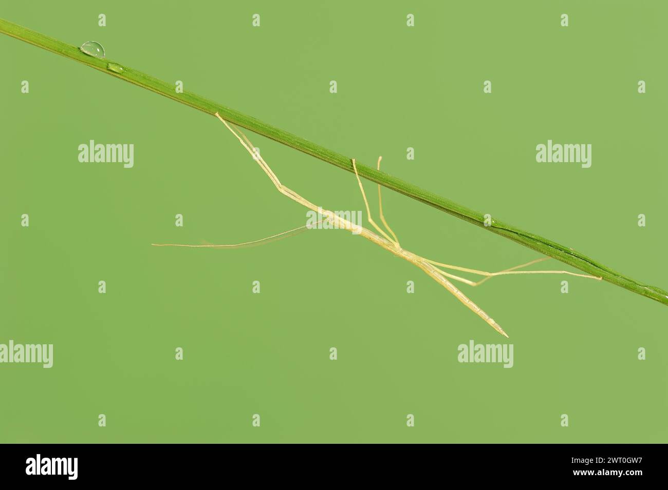 Pink Winged Stick Insect or Winged Stick Insect (Sipyloidea chlorotica ...