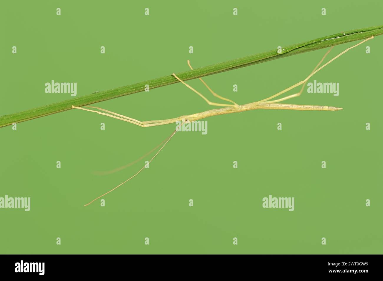 Pink Winged Stick Insect or Winged Stick Insect (Sipyloidea chlorotica ...