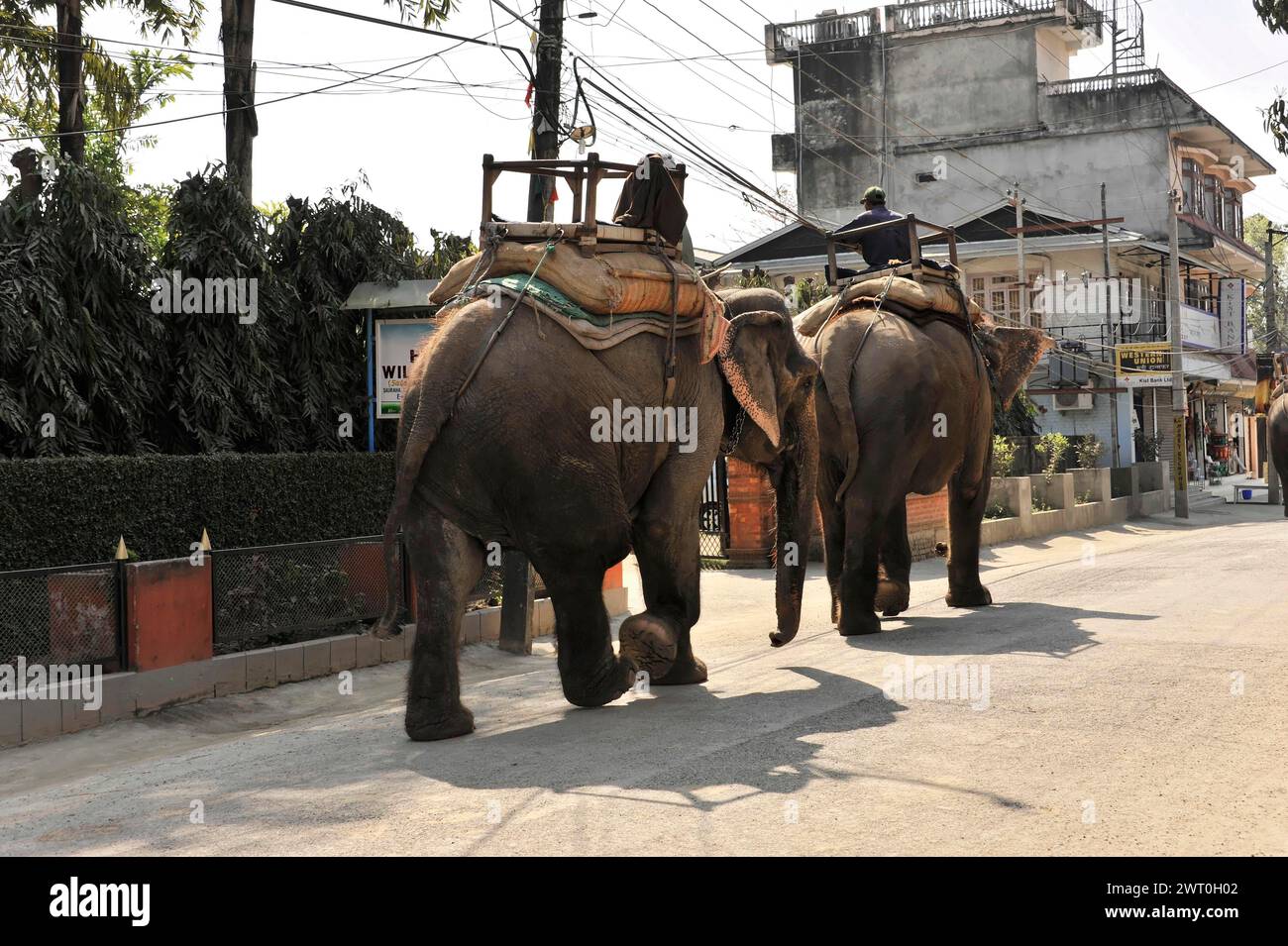 Two elephants with mahouts on their backs walking along a city street ...