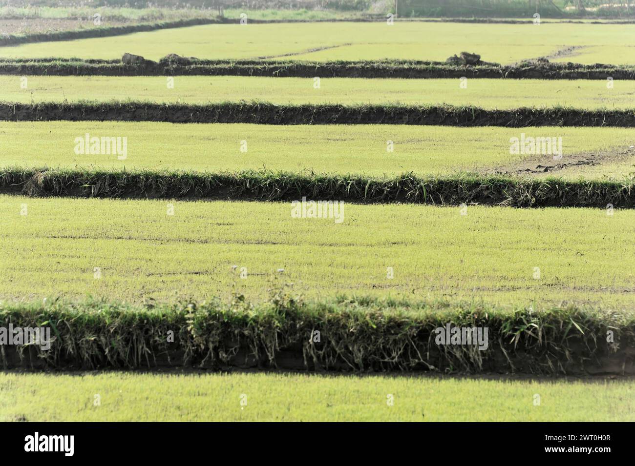 Panoramic view of tiered rice paddies with bright green vegetation ...