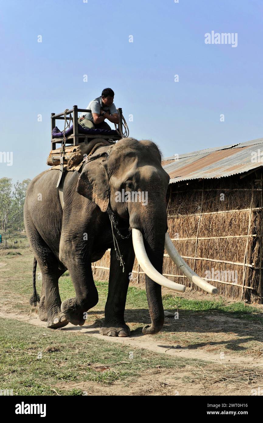 Elephant with mahout and a transport structure on its back walking past ...