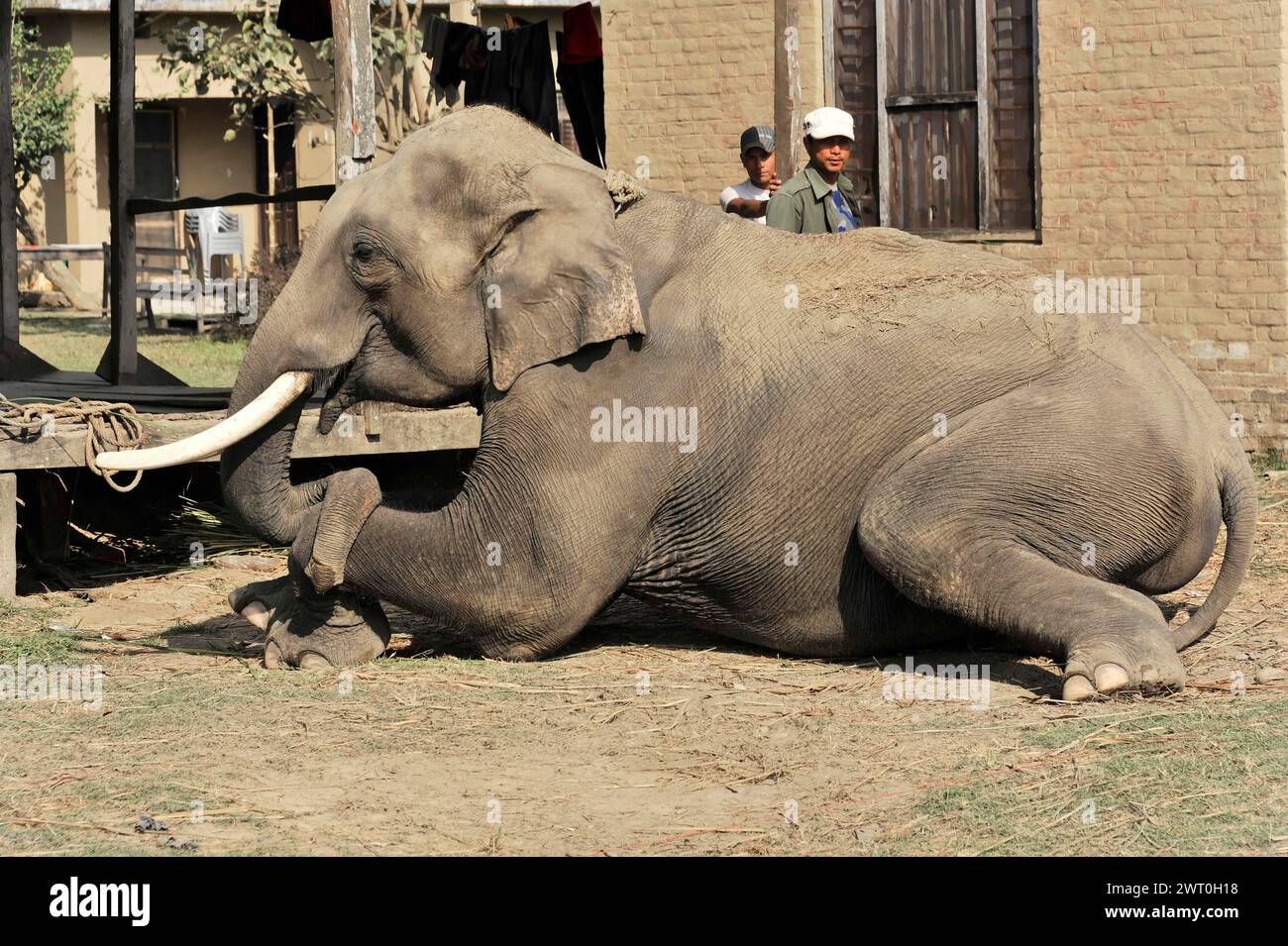 Dust elephant hi-res stock photography and images - Alamy