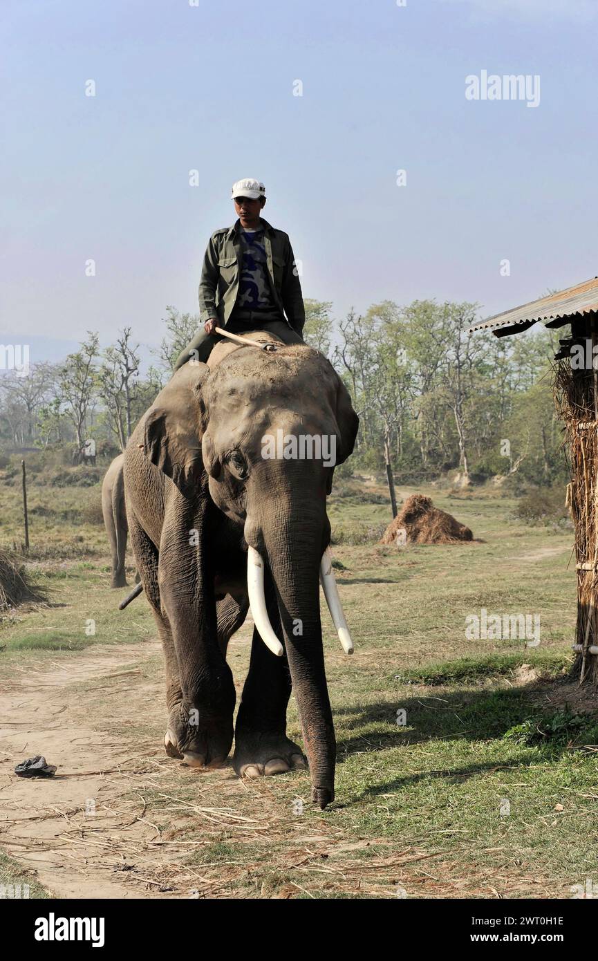 Elephant strides forward with mahout on back, surrounded by nature ...