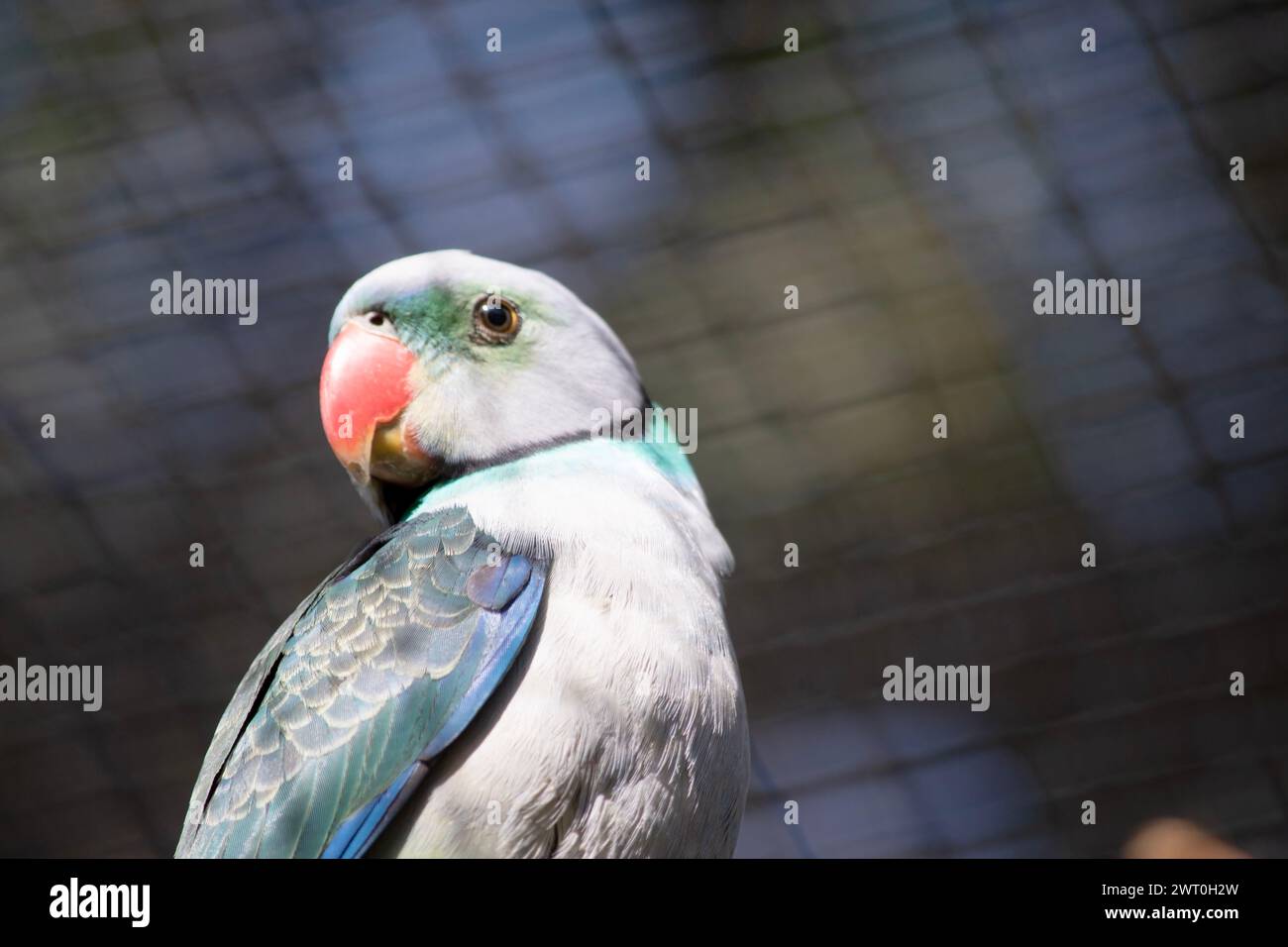 The Malabar parakeet, known also as the blue-winged parakeet, is a ...