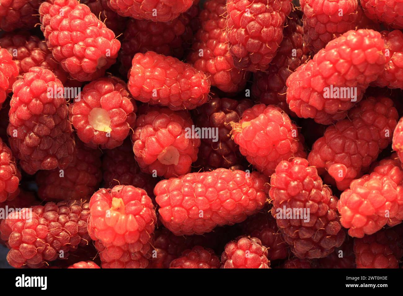 big red raspberries as nice natural food background Stock Photo - Alamy