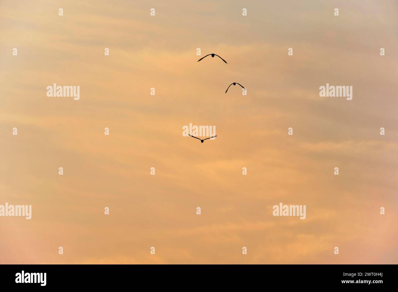 Three birds flying in a formation at sunrise with orange sky, Pokhara ...