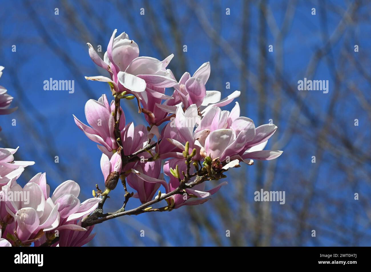 Cologne, Germany. 14th Mar, 2024. Blossoms of a tulip magnolia tree ...