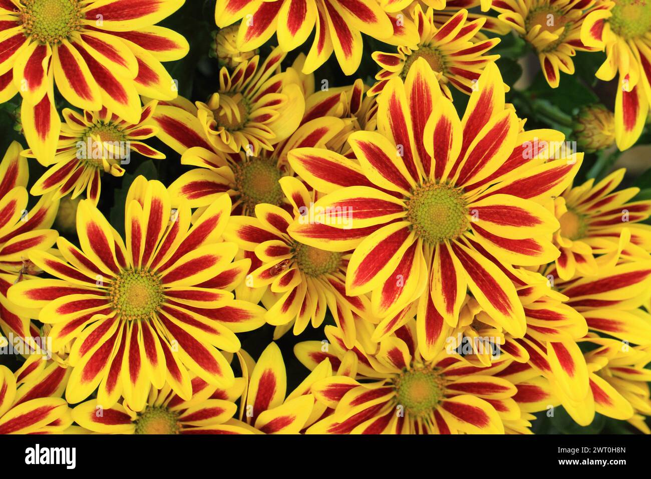 Treasure flowers hi-res stock photography and images - Alamy