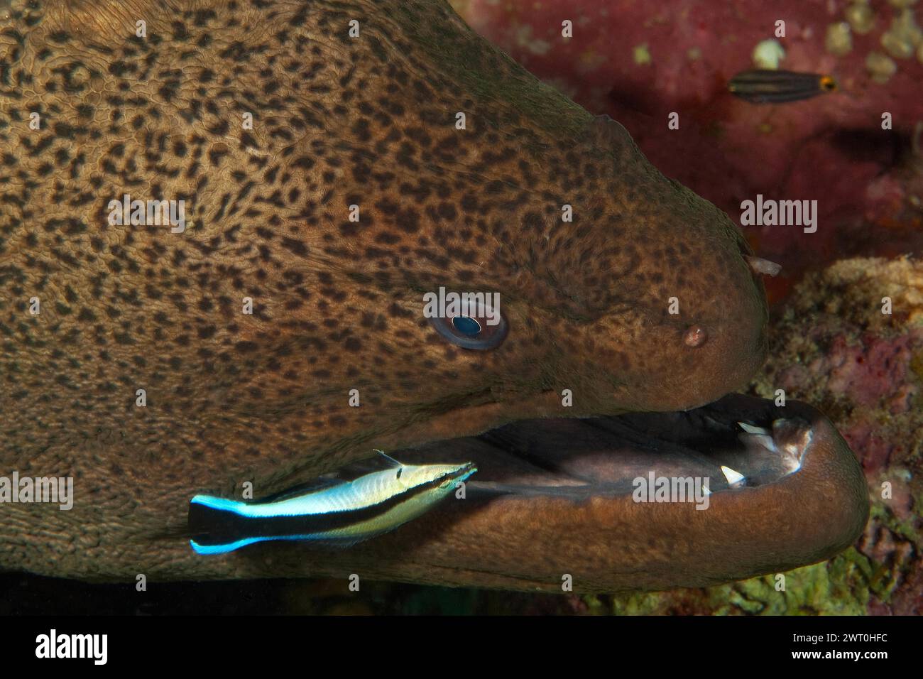 Blue-striped cleaner wrasse (Labroides dimidiatus) cleans away ...