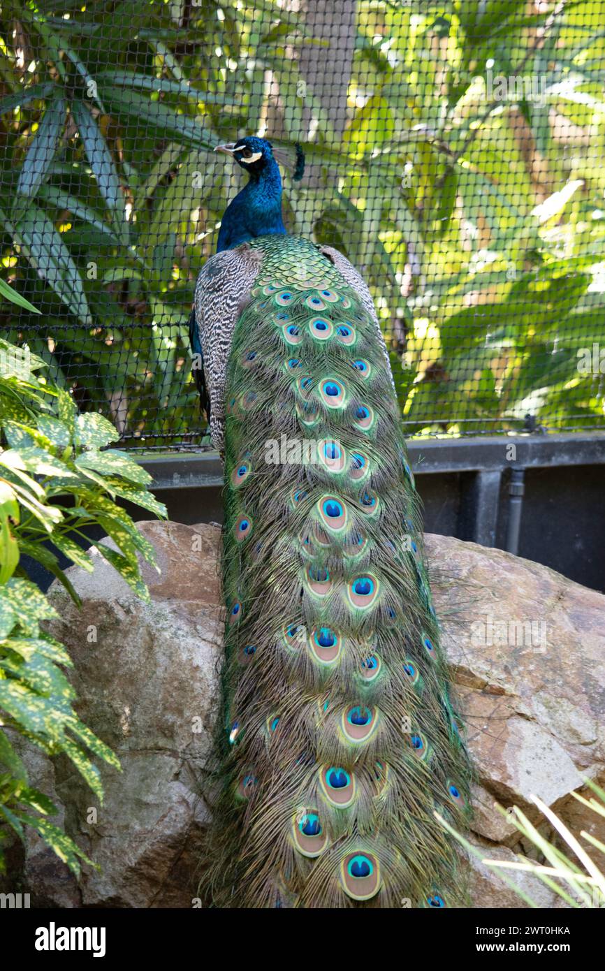 Peacocks are large, colorful blue pheasants known for their iridescent ...