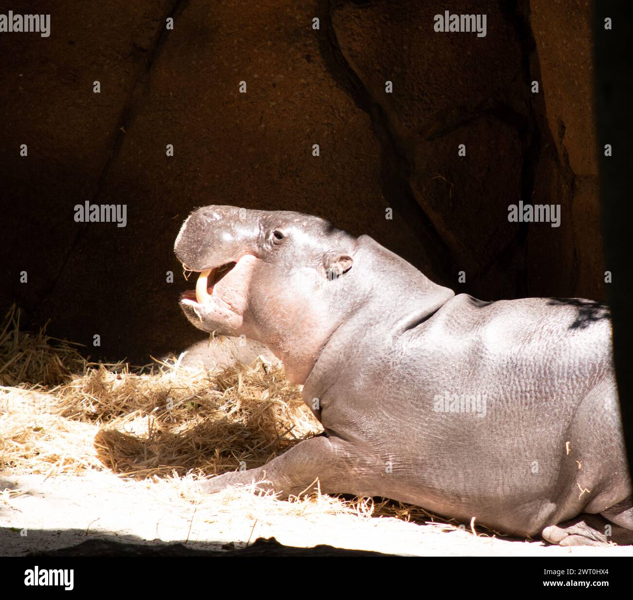 Pygmy Hippos are large semi-aquatic mammals, with a large barrel-shaped ...