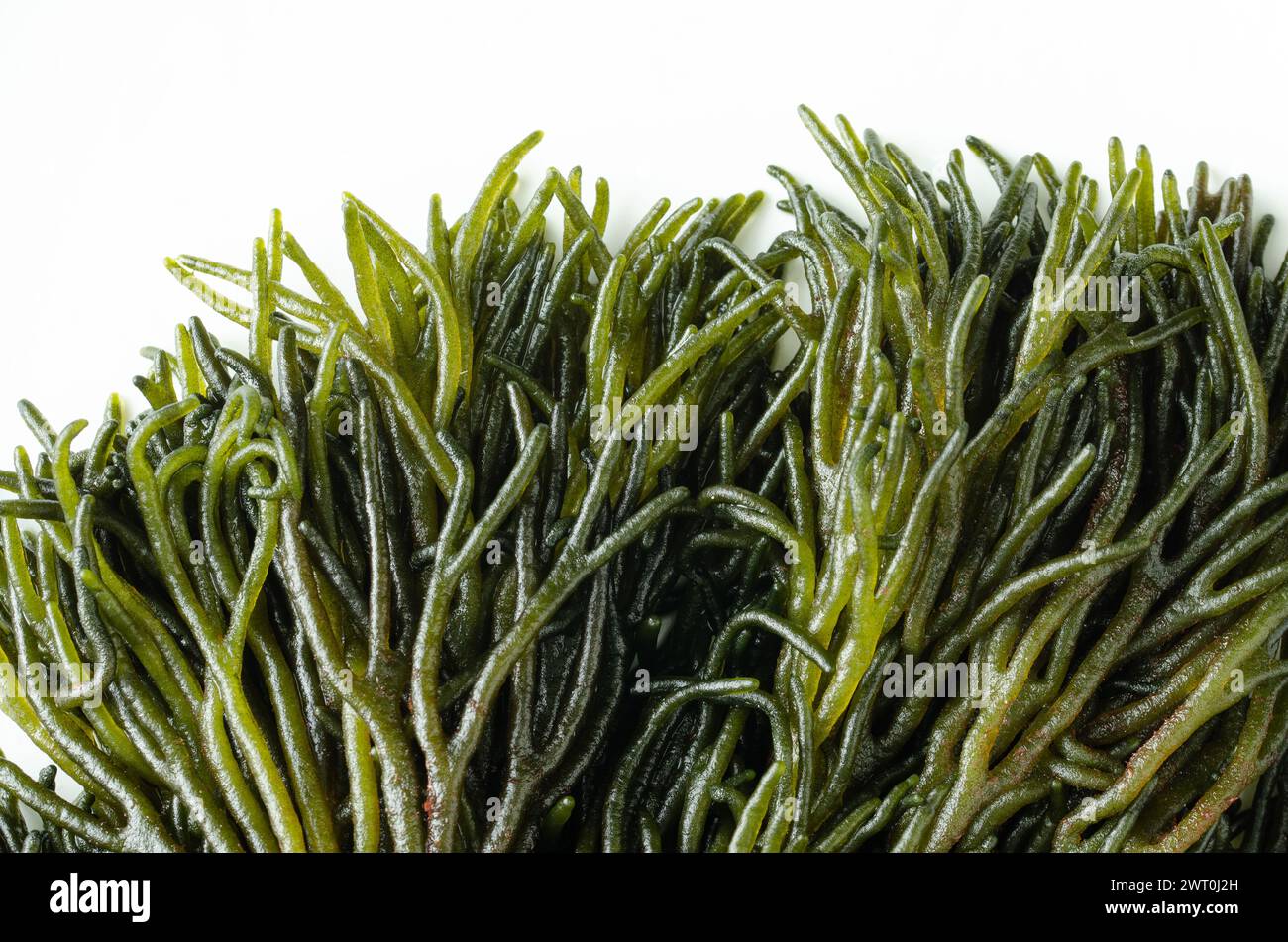 Close-up view on white background of algae of the genus Codium fragile ...