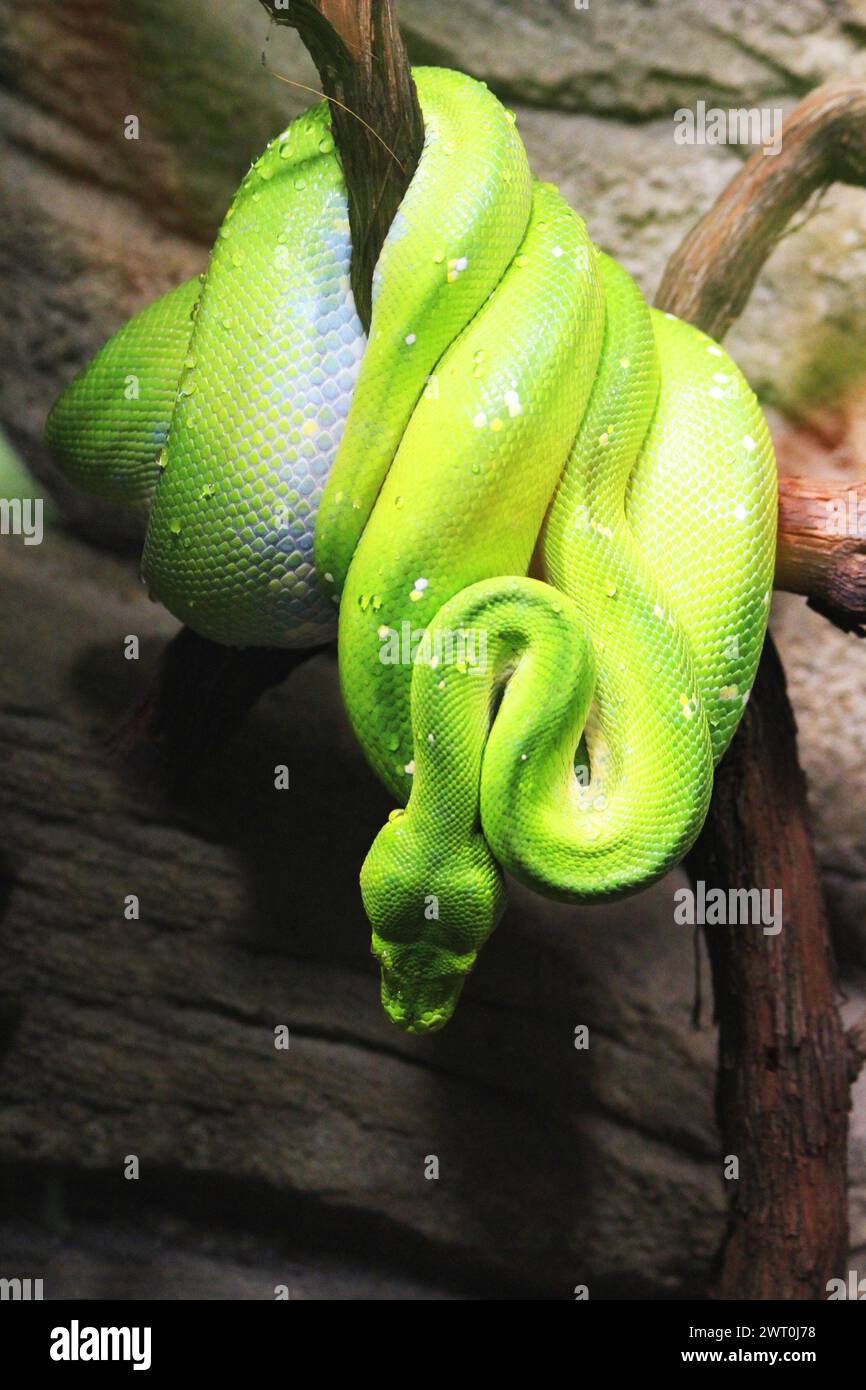 emerald tree boa (Corallus caninus) as very nice green snake Stock ...