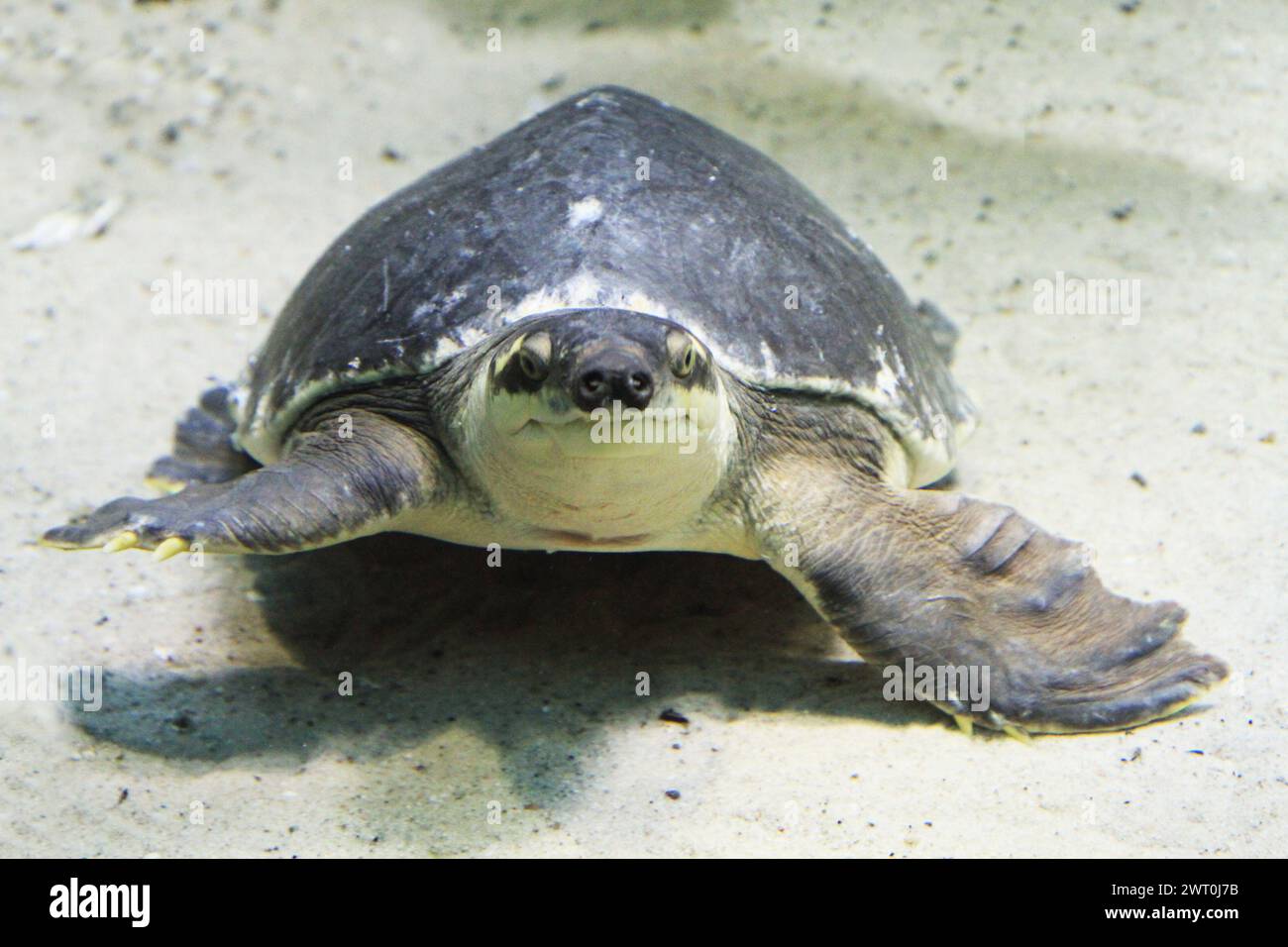Water turtle carettochelys insculpta hi-res stock photography and ...