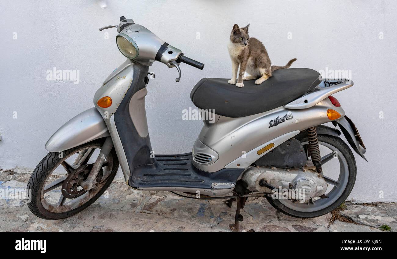 Cat sitting on a scooter, Plaka, Milos, Cyclades, Greece Stock Photo ...